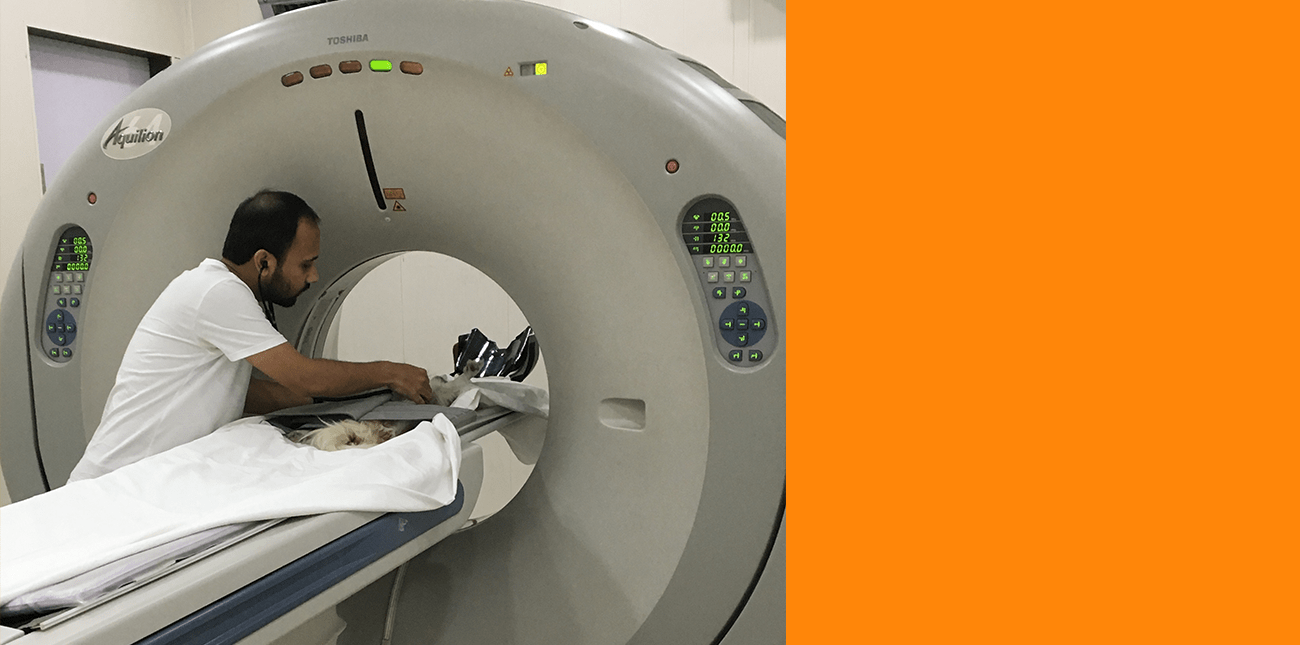 MRI & CTSCAN – Zia Vet Clinic